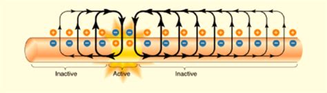 Lecture 23 Neuronal Signalling Flashcards Quizlet