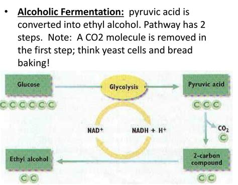 Ppt Cellular Respiration Harvesting Energy From Organic Compounds