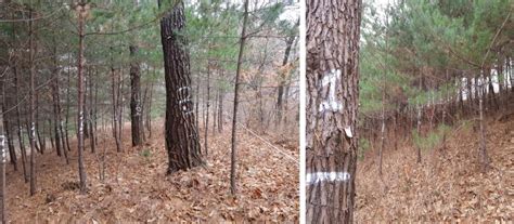 The Photos Of Seed Tree Method Experiments With Saplings And Mother Download Scientific Diagram