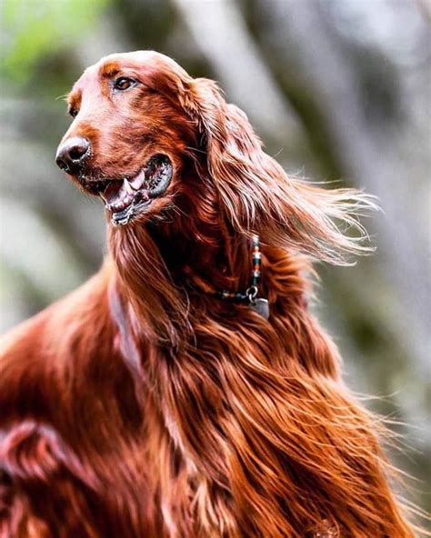 Irish Setter