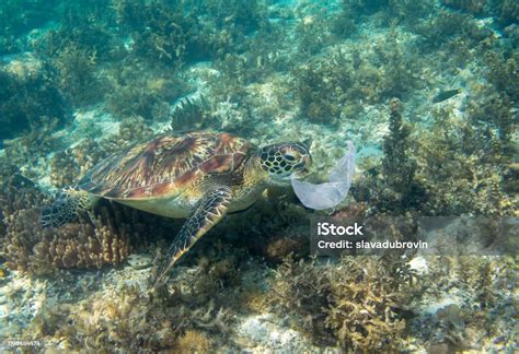바다 거북과 비닐 봉지 생태 문제 사진입니다 해양 녹색 거북이 플라스틱 수중 사진을 먹는다 플라스틱 쓰레기 오염 플라스틱에 대한 스톡 사진 및 기타 이미지 Istock