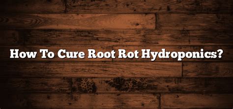 How To Cure Root Rot Hydroponics Inter Culturalu