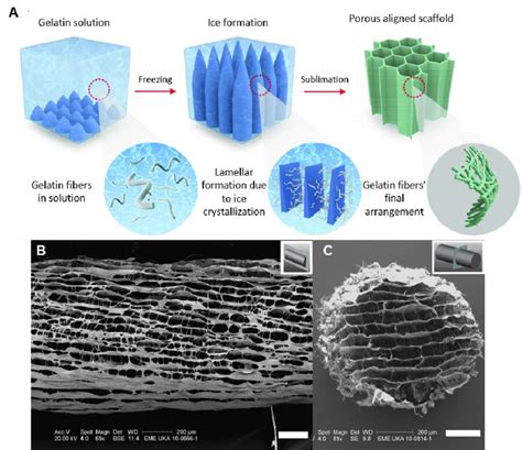 A Schematic Representation Of The Process For The Fabrication Of Download Scientific Diagram