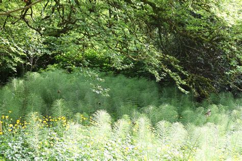 Nature Vert Photo Gratuite Sur Pixabay Pixabay