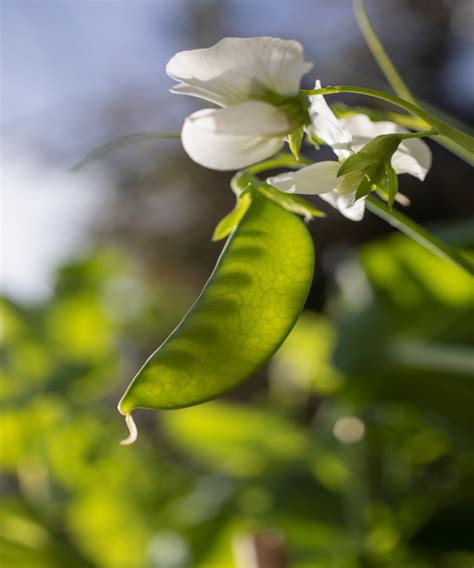 How To Harvest Sweet Pea Seeds With Expert Advice Homes And Gardens