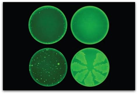 Нов Вид Антибиотик Откриен Со Помош на Вештачка Интелигенција Kukuriku Online News