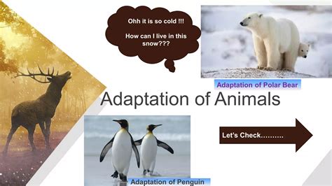 adaptation pdf