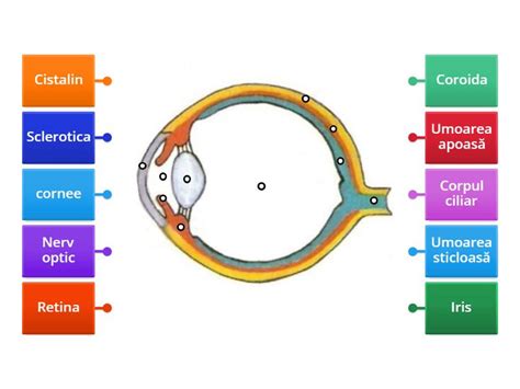Ochiul Labelled Diagram