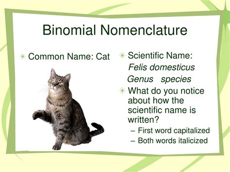 Ppt Classification Powerpoint Presentation Free Download Id9515611
