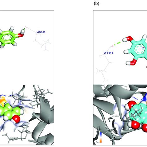 Three Dimensional Orientation And Surface Mapping Against Sirt 1 Target Download Scientific