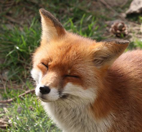 Cute Fox Pfp