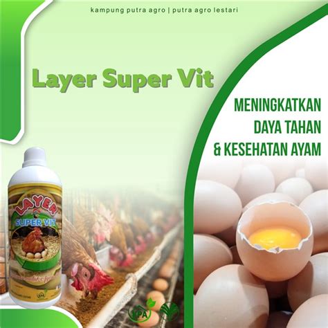 Layer Super Vit Kampung Putra Agro
