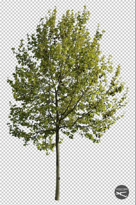 Free Cutout Tree Cutout