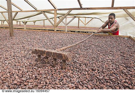 turning cocoa beans for homogeneous drying turning cocoa beans for