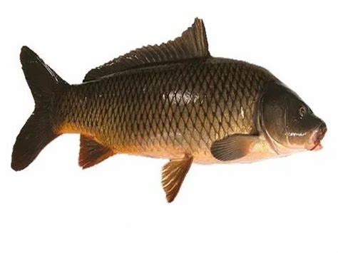 Common Carp Fish At 120 Kg AQUA BLUE GROUP Jagiroad ID 20903864630
