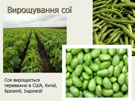 Рослинництво і тваринництво світу презентация онлайн