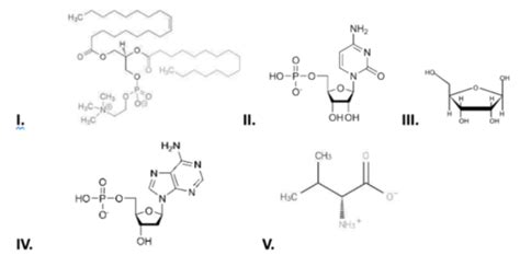 Macromolecules Identification Flashcards Quizlet