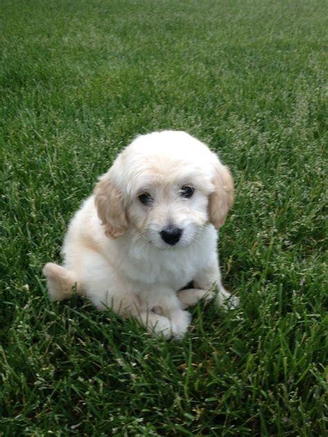 Mini English Cream Golden Doodle