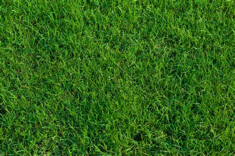 Best Grass Types For Lawins In Knoxville