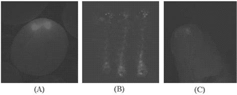 Method For Constructing Random Mutant Library Based On Piggybac Transposon System Eureka Patsnap