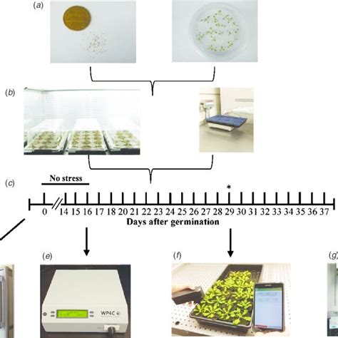 Flow Chart For High Throughput Phenotyping Experiments During Water
