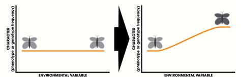 Cline Encyclopedia Mdpi