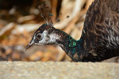 암컷 공작새 네이버 블로그
