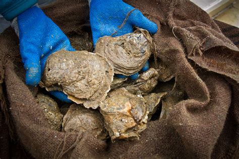 Adcnr Oyster Restoration Efforts Continue In Coastal Alabama Outdoor Alabama