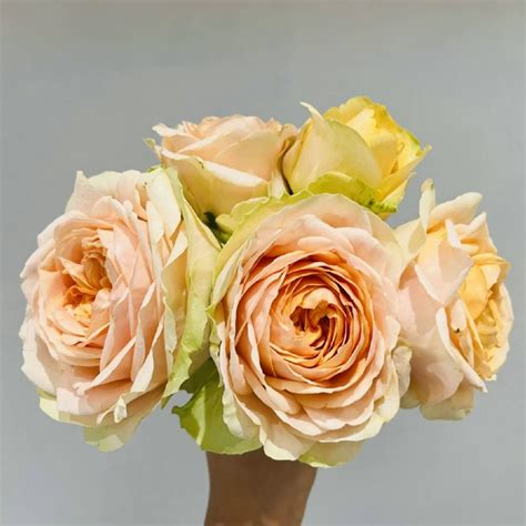 Gravity Rose 吸引力｜dutch Cut Rose Ergongzy Roses