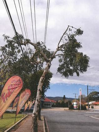 Pruning Trees Near Powerlines Chemical Trials To Stunt Growth Successful The Advertiser