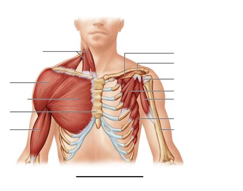 Upper Appendicular Muscles Quiz