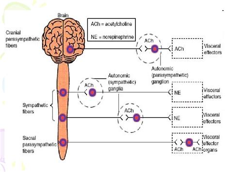 Role Of Anticholinergic Therapy In Copd Adil Al