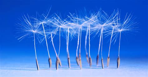 Ballerina Swan Lake 10 Compelling Language Characteristics For Cloud Native Programming Infoq