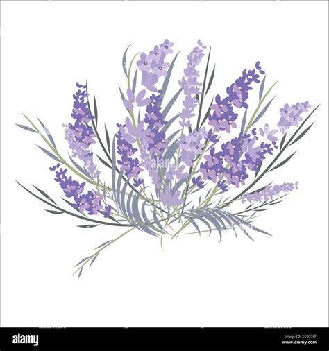 Lavender Plant Drawing