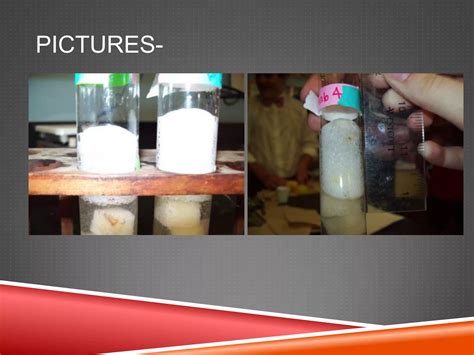 Enzyme Experiment Ppt