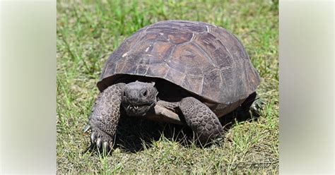 Gopher Tortoise At Sharon Rose Wiechens Preserve In The Villages Villages Gopher Tortoise At Sharon Rose Wiechens Preserve In The Villages Villages