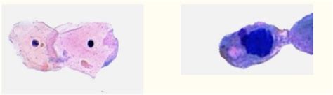 Nucleus Microscope View Wiesner Team Images Tiny Quasicrystals As They