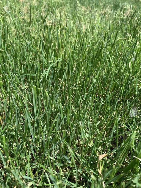 Grass Identification Rlawncare
