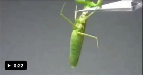 Nematomorphs Are Parasites That Infect Insects Like Mantises They