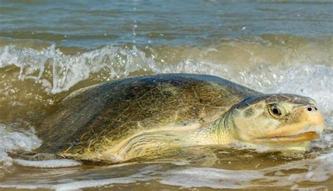 Sea Turtle Safe Educational Resources Sea Turtle Safe