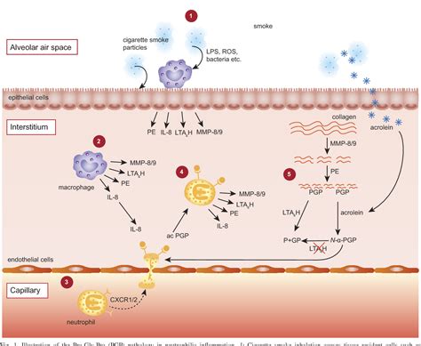 Figure 1 From The Matrikine Pgp As A Potential Biomarker In Copd Semantic Scholar
