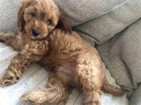 F1b Toy Cockapoos Cockapoo Puppies For Sale In Islington London