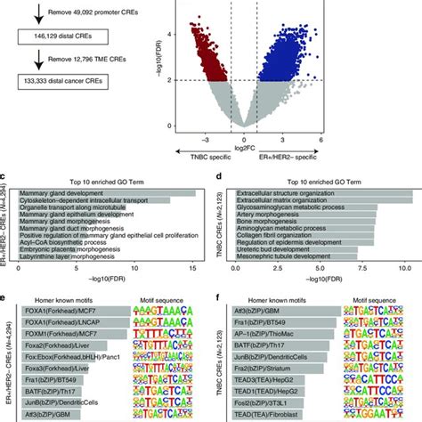 Chromatin Accessibility Profiling Of Human Bc Tissues A Schema Of Download Scientific Diagram