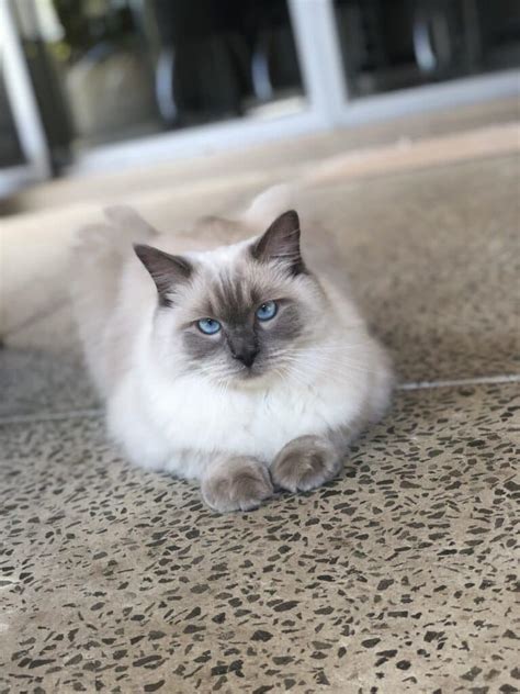 Male Vs Female Ragdoll Which One Is Right For You