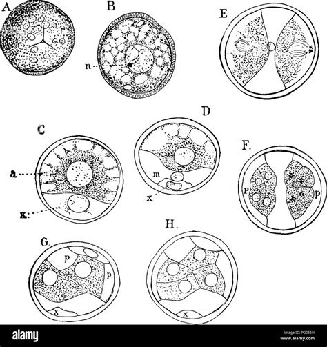 This Work Describes The Germination Process Of Microspores In Marsilea Vestita A Heterosporous