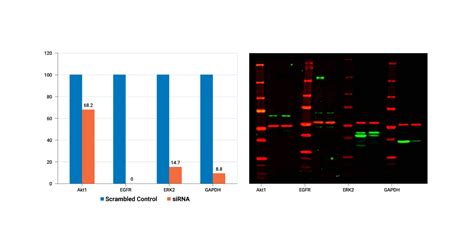 Confirm Target Gene Knockdown Or Knockout With Fluorescent Rnai Studies