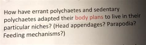 Solved How Have Errant Polychaetes And Sedentary Polychaetes