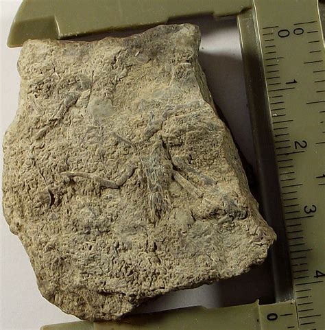 ID Help Fossil ID The Fossil Forum