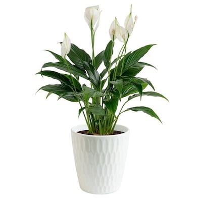 Peace Lilly Spath House Plants At