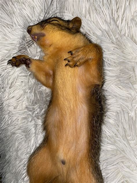 Squirrel Love Not Dead Free Photo On Pixabay Pixabay